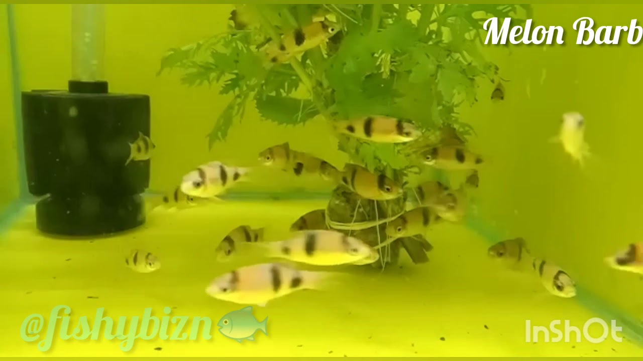 melon barb - YouTube