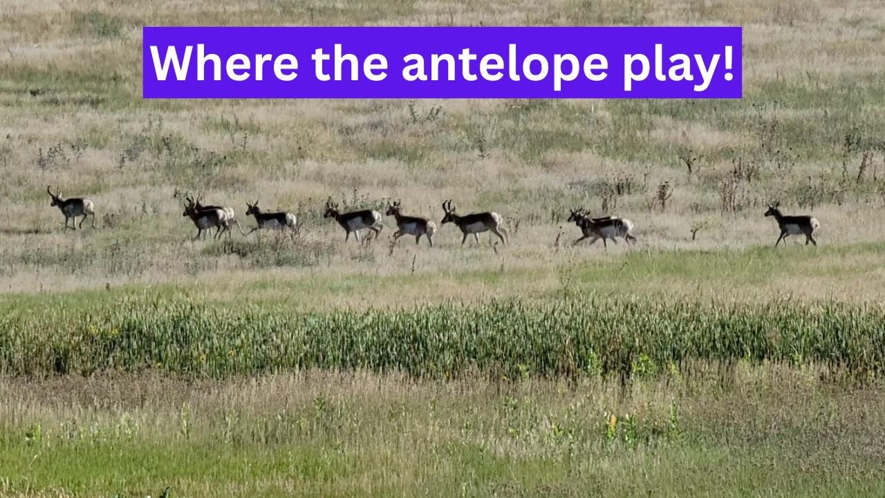 Pronghorn Antelope herd on the prairie in Colorado - YouTube