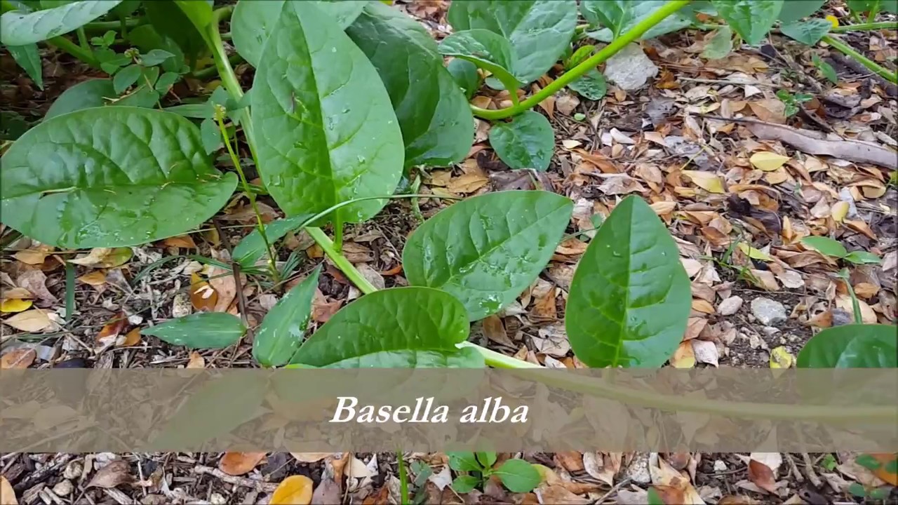 Espinaca de Malabar- un cultivo de fácil manejo - YouTube