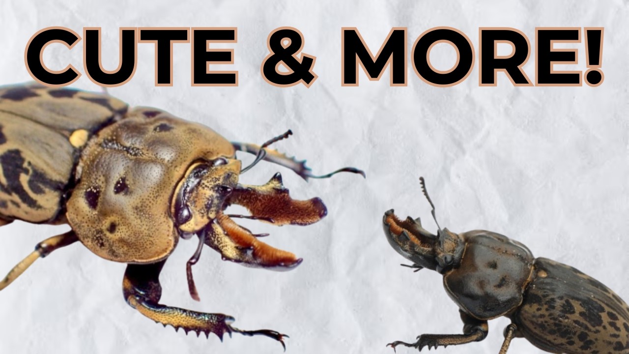 The Cutest Stag Beetle from Australia - YouTube