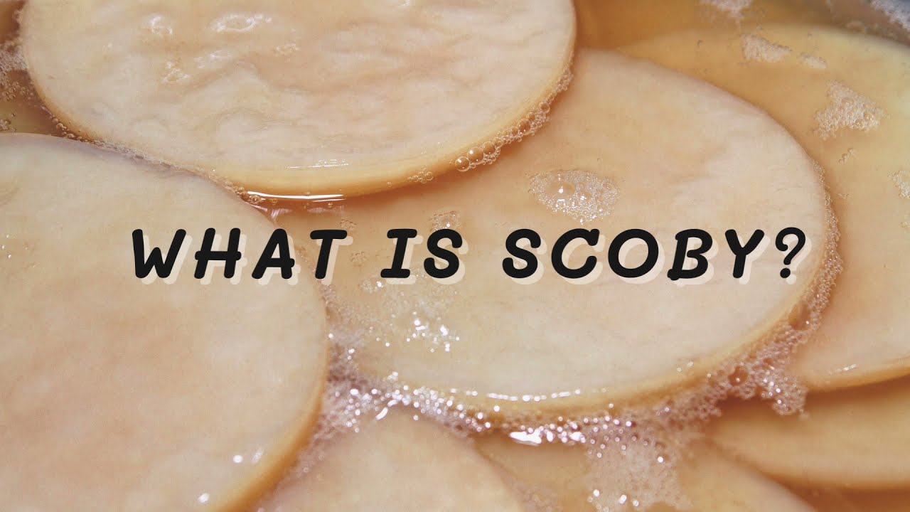 What is SCOBY? โดยสาขาวิชาวิทยาศาสตร์และคณิตศาสตร์ - YouTube