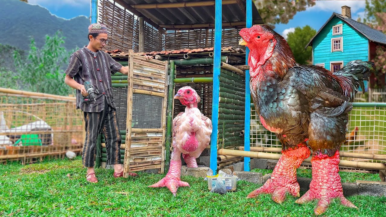 Chicken giant foot,build bamboo chickens coops - Aly raise chickens ...