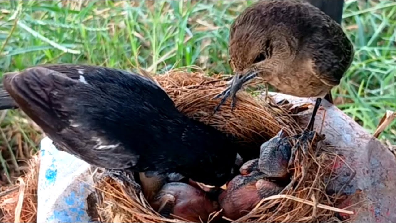Sooty chat trying Birds standing at the nest waiting to protect their ...
