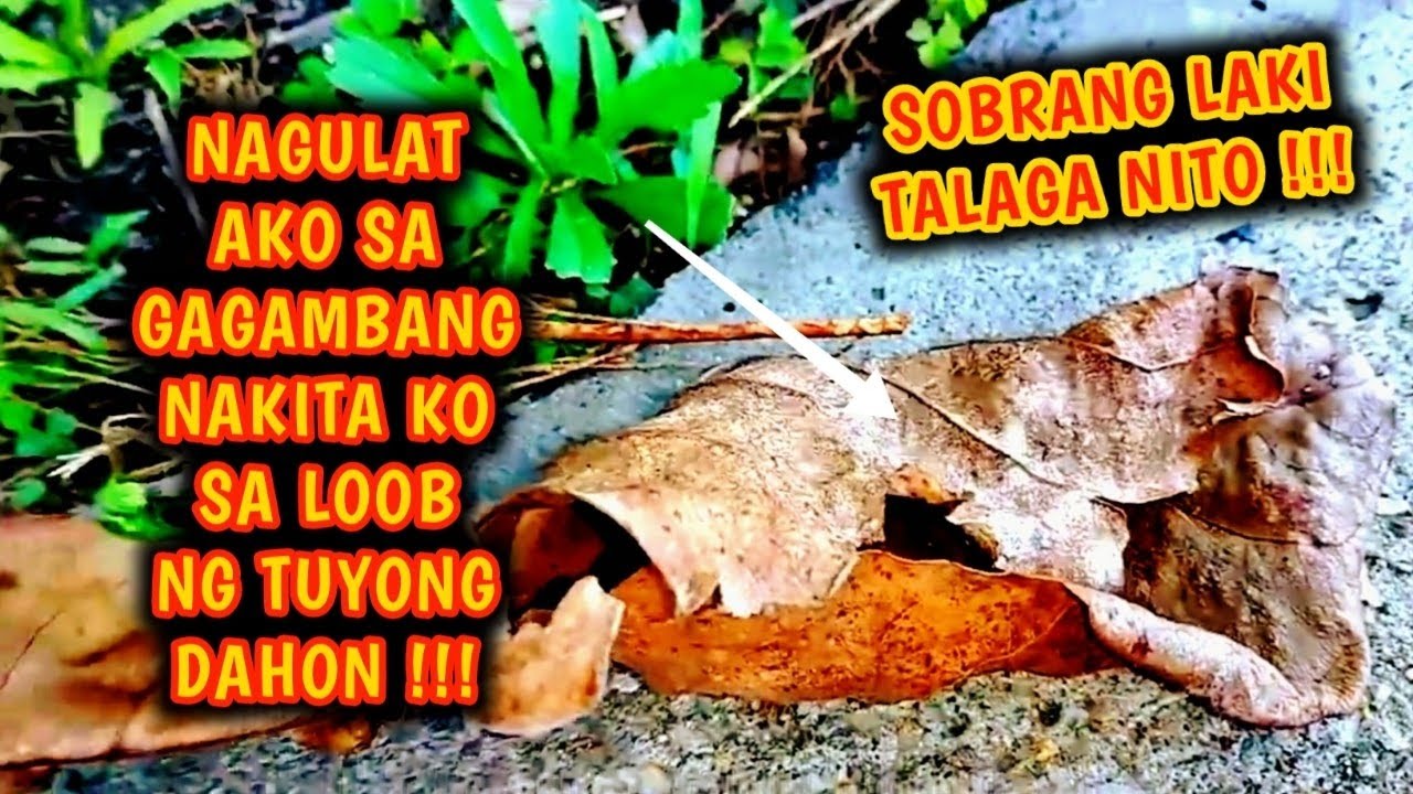HALIMAW NA GAGAMBA SA LOOB NG TUYONG DAHON !!! - YouTube