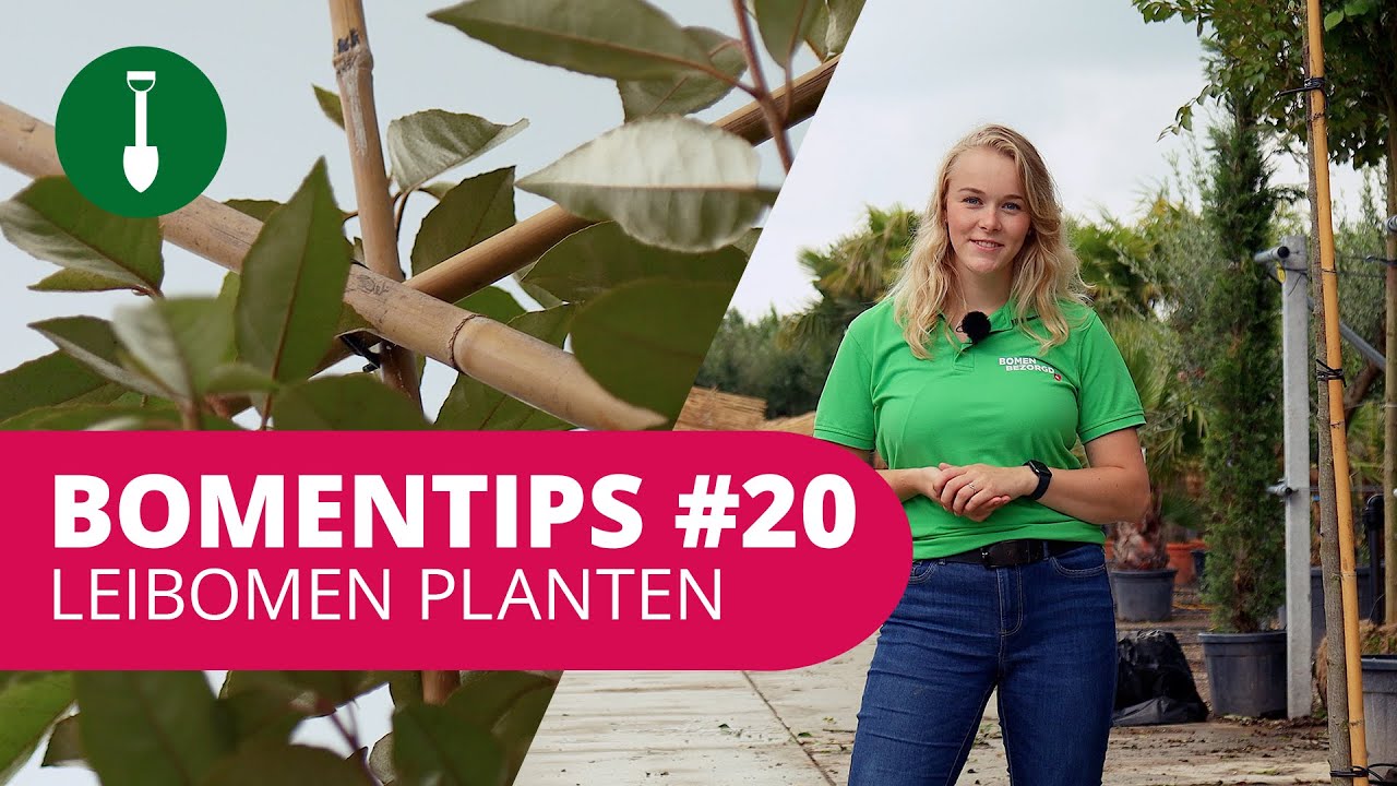 BOMENTIPS #20 | Leibomen planten - YouTube