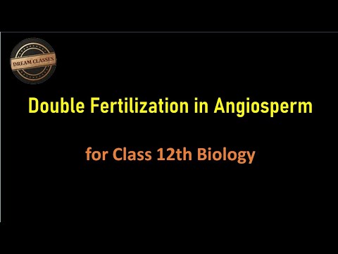 Lecture 18 Double fertilization in angiosperms for Class 12th Biology ...