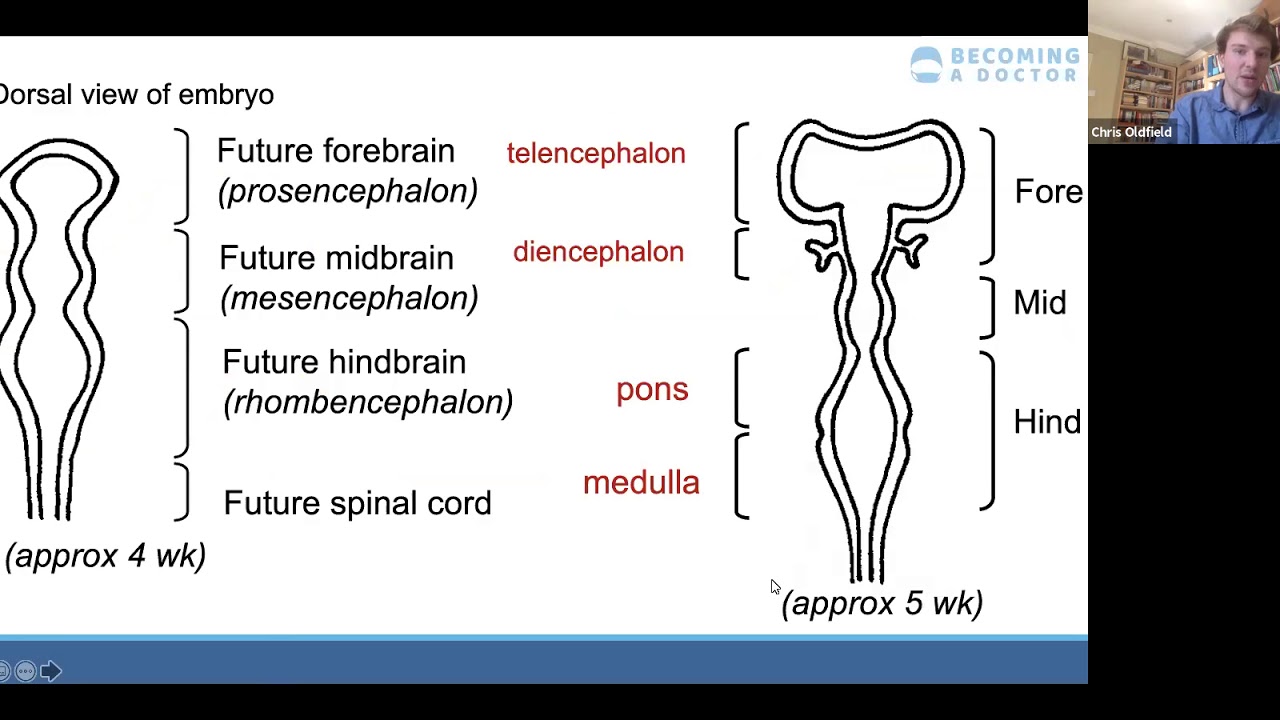 Online Tutorial | Subject: Neurology | Topic: Introduction to ...