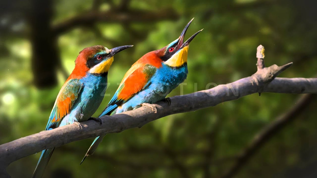 Wildlife in 2.5d animation - YouTube