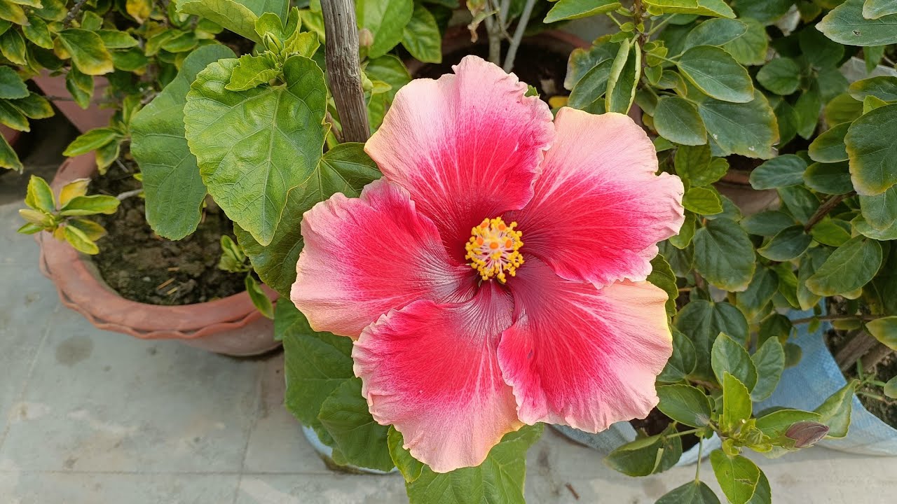 27 October 2024 - YouTube