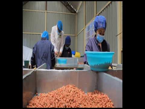 Groundnuts Value addiction - Farm Kenya - YouTube