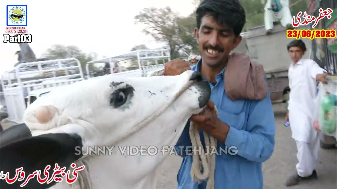 Jaffar Mandi Latets update 23 06 2023 ll Part 03 - YouTube