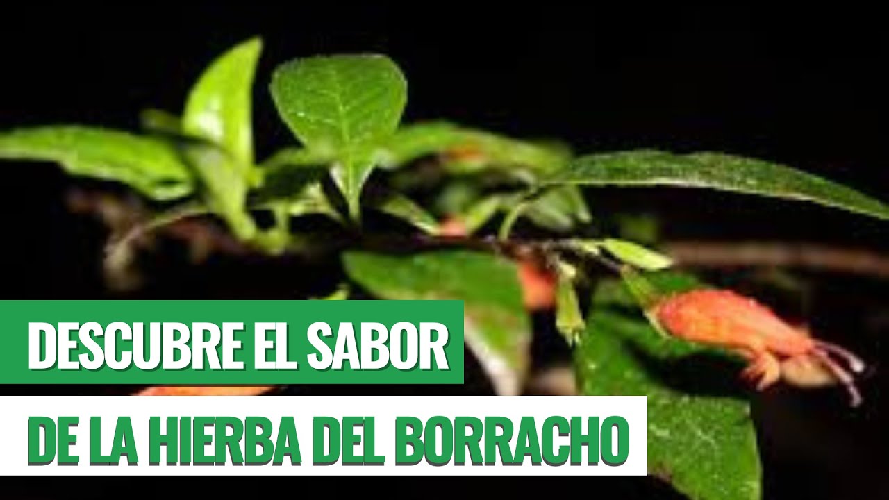 Conoce la hierba del borracho - YouTube