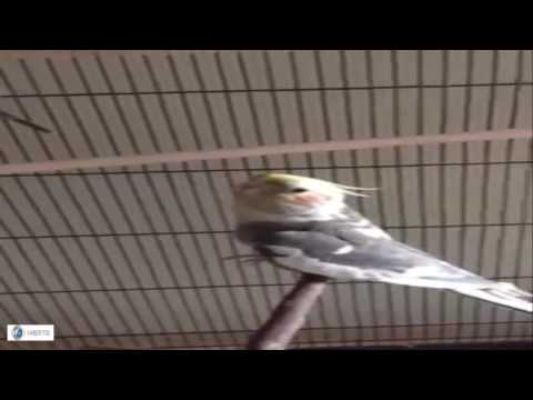 Papağan Coco, Mozart ‘çalıyor’..