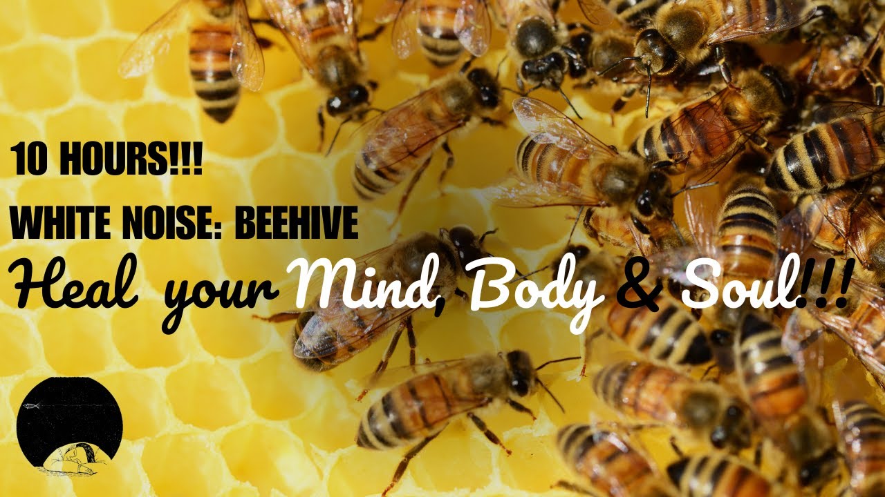 Healing Bee Sounds: Unleash Mental & Physical Harmony with Extended Bee ...