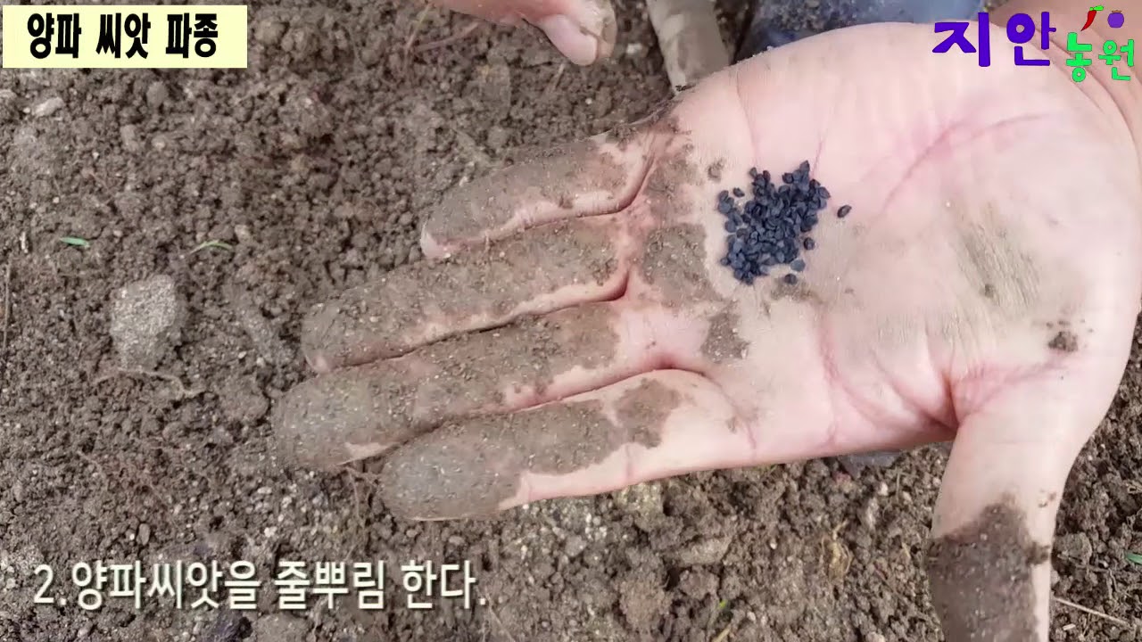 양파 모종 만들기 양파씨앗 뿌리기 양파씨앗 파종 씨심기 Youtube