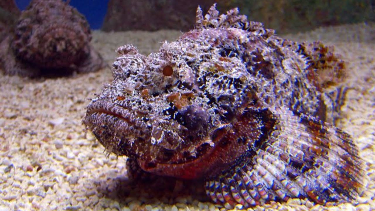 Very Poisonous Stonefish Dangerous Facts| - YouTube