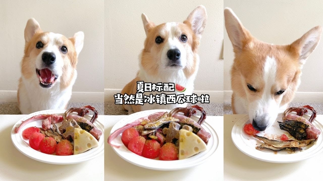 Corgi's Raw Feeding Meal | Enjoy Sweet Watermelon on a Hot Summer Day ...