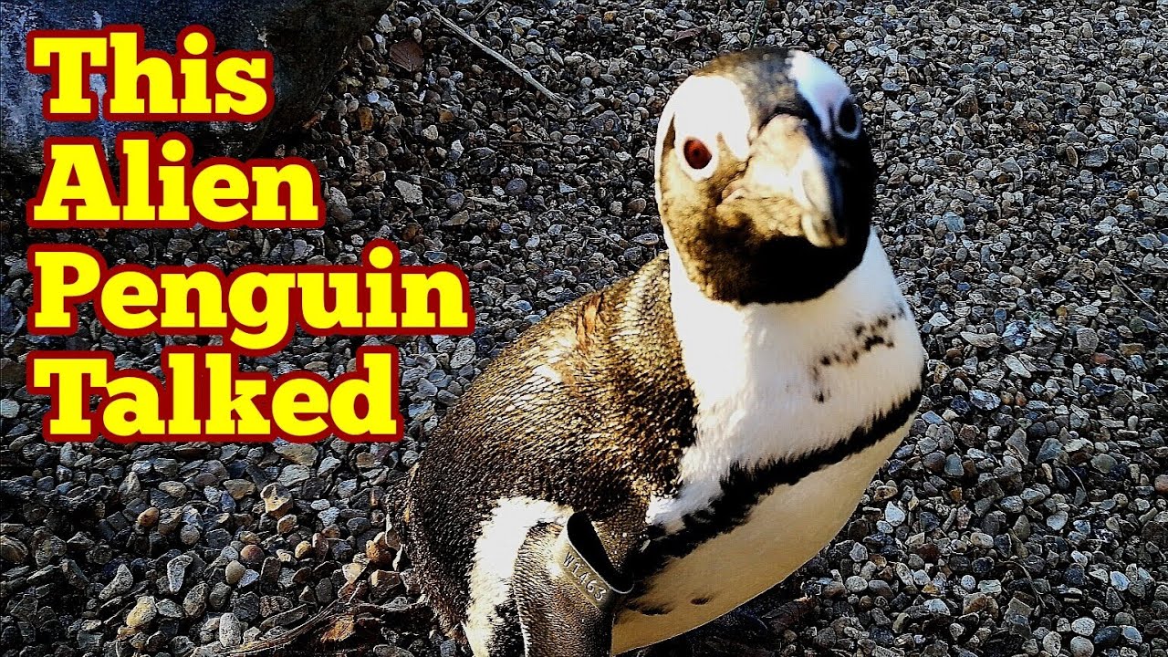This Alien Penguin Talked/ Strange Mysteries Of Alien UFO Godzila ...