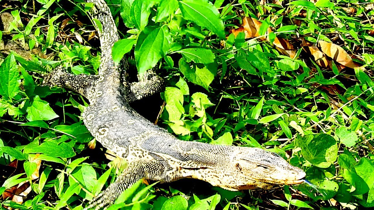 iguana has found in Cambodia| Stunning Lizard Strolls Into the Monkey's ...
