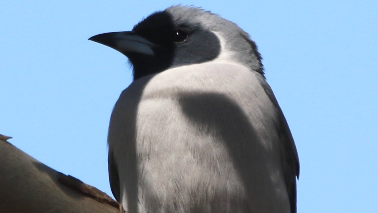 Canoodling in Capertee Valley – Masked Woodswallows - YouTube
