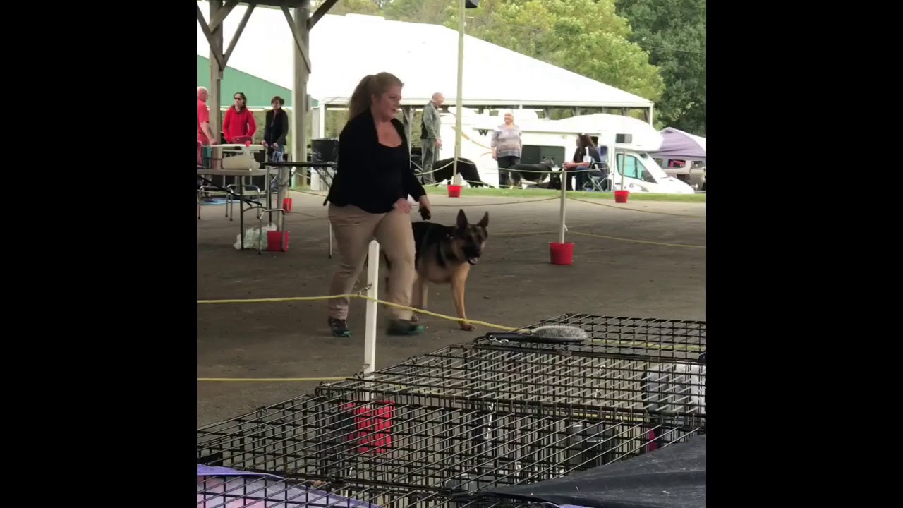 UKC Conformation Show 1 Bel Air Maryland 9_30_2017 - YouTube