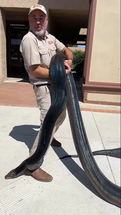 Breathtaking Rainbow Reticulated Python🤩🙌 - YouTube