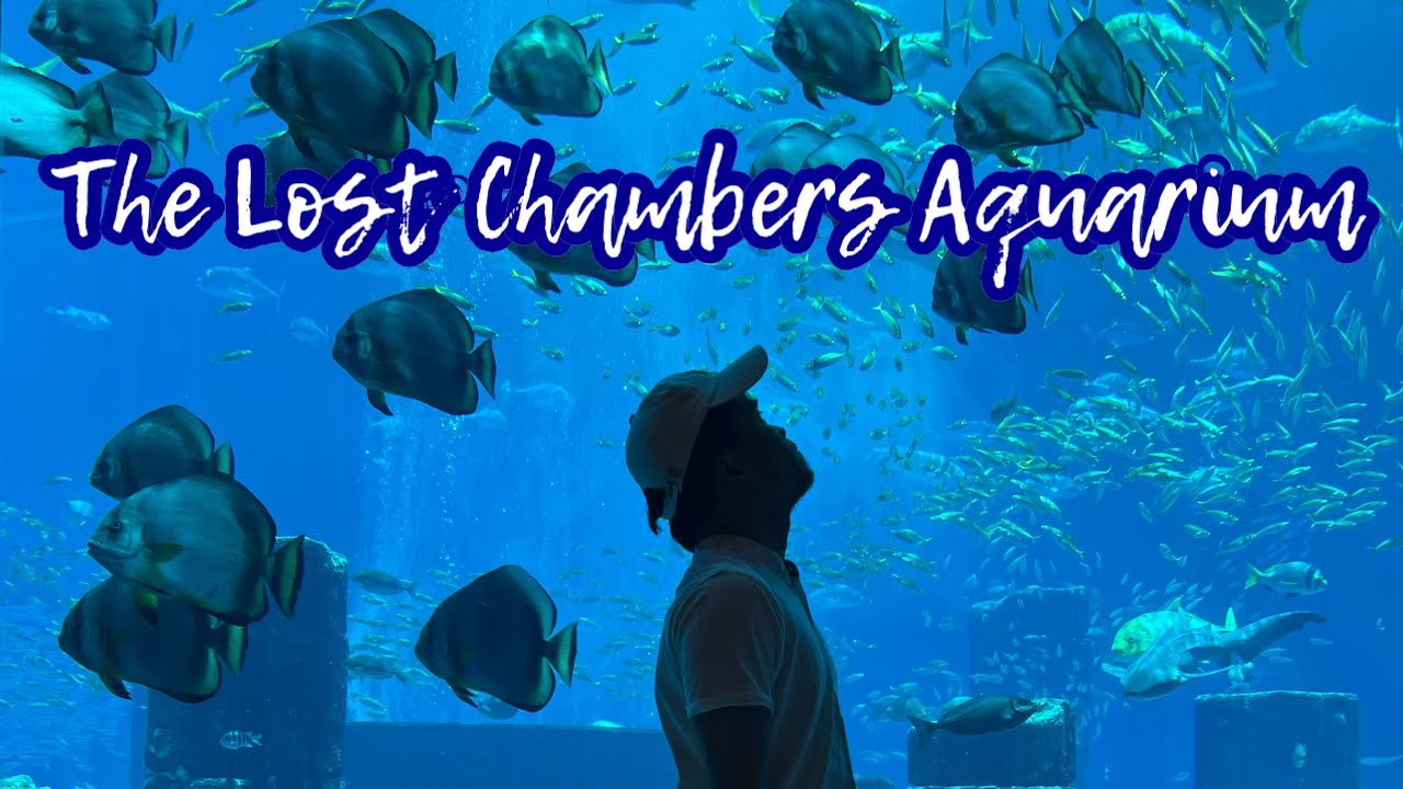 Lost Chambers Aquarium: Journey into the Mystical Depths of Atlantis ...