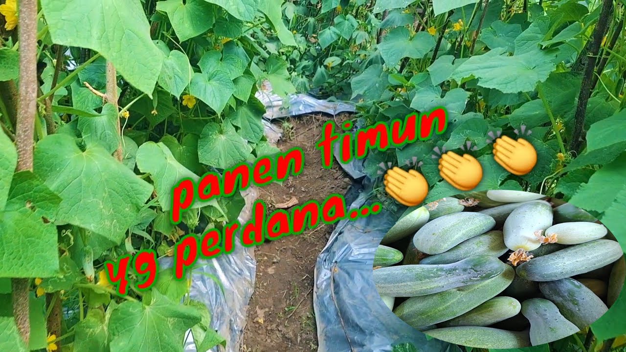 PANEN TIMUN YG PERTAMA LAGI... - YouTube