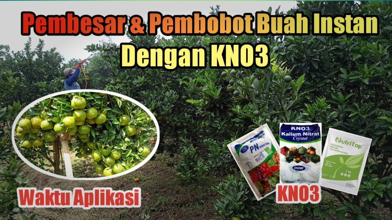 KNO3 Untuk Membesarkan & Menambah Bobot Buah ( Waktu Aplikasi Terbaik ) - YouTube