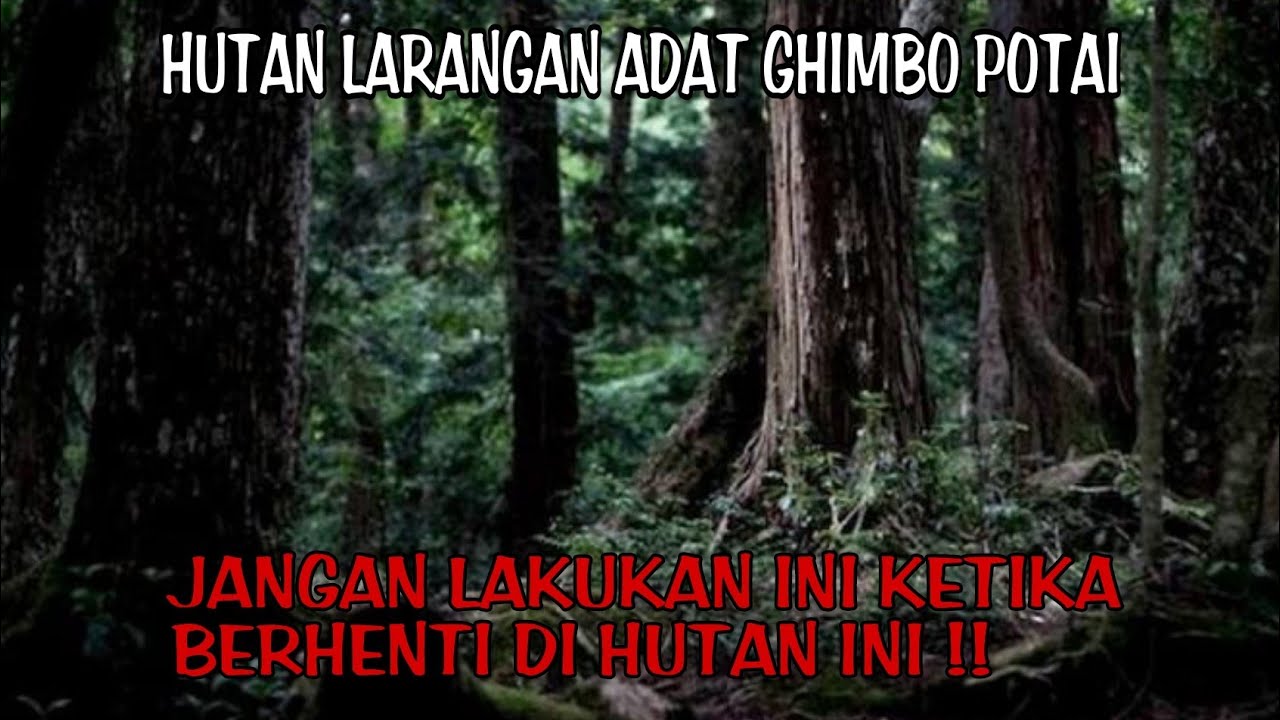 hutan larangan adat kampar,Jangan lakukan ini di Hutan larangan Ghimbo ...