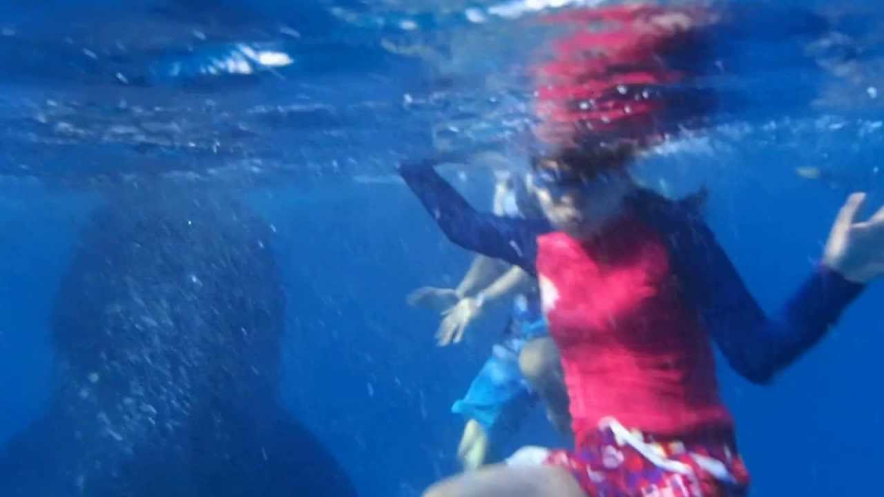Swimming with whale shark (Butanding) in Oslob, Cebu, Philippines - YouTube