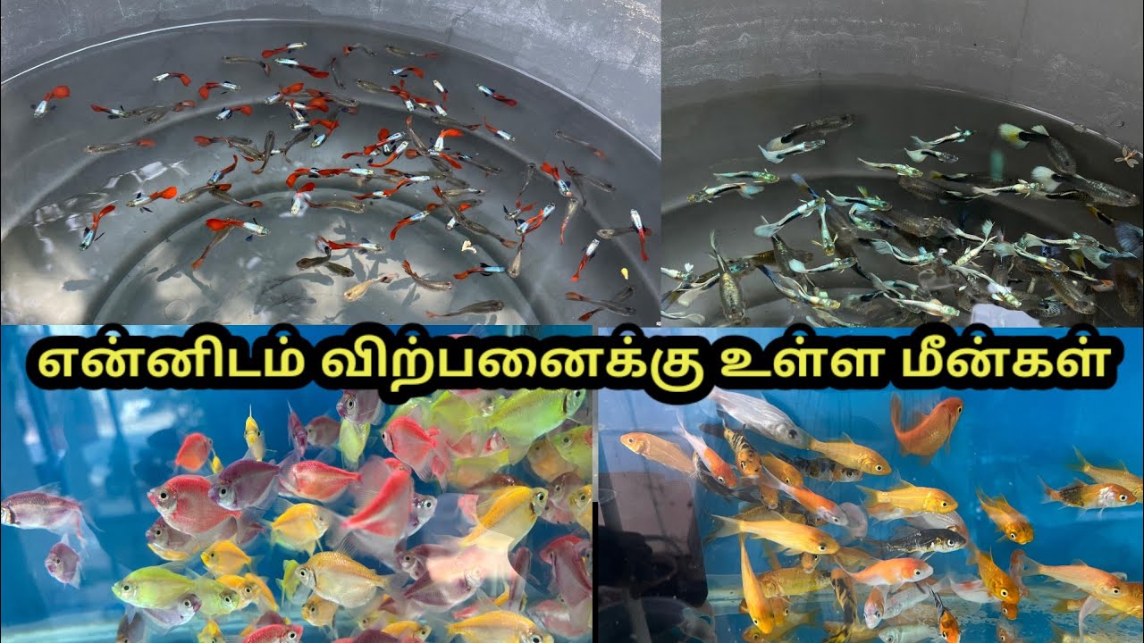 என்னிடம் விற்பனைக்கு உள்ள மீன்கள்|Aquarium|Erode|AJL Aquarium|# ...