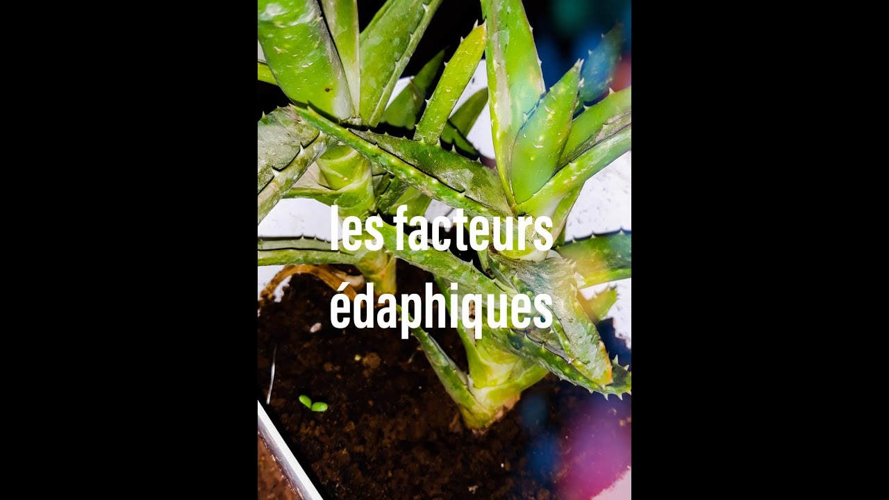 Les facteurs edaphiques trc scientifiques - YouTube