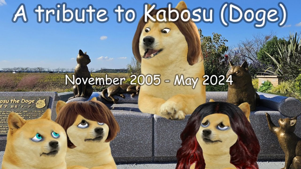 A tribute to Kabosu (Doge) - YouTube