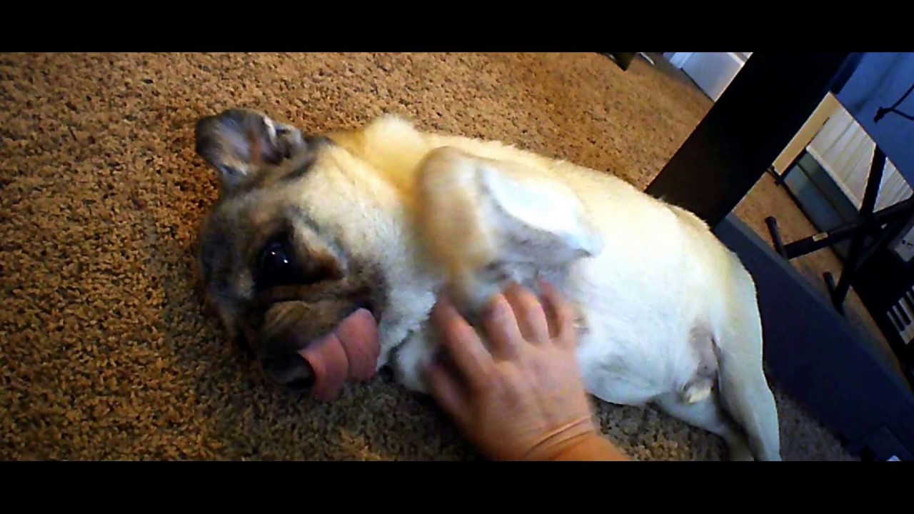 Winston the pug getting a chest, neck and ear rub - YouTube