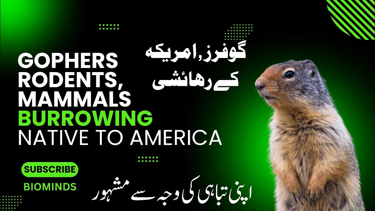 Gophers, Rodents, Burrowing Animals, #akif - YouTube