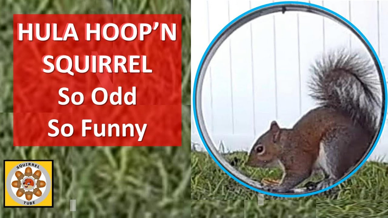Funny Squirrel Likes The Hula Hoop - YouTube