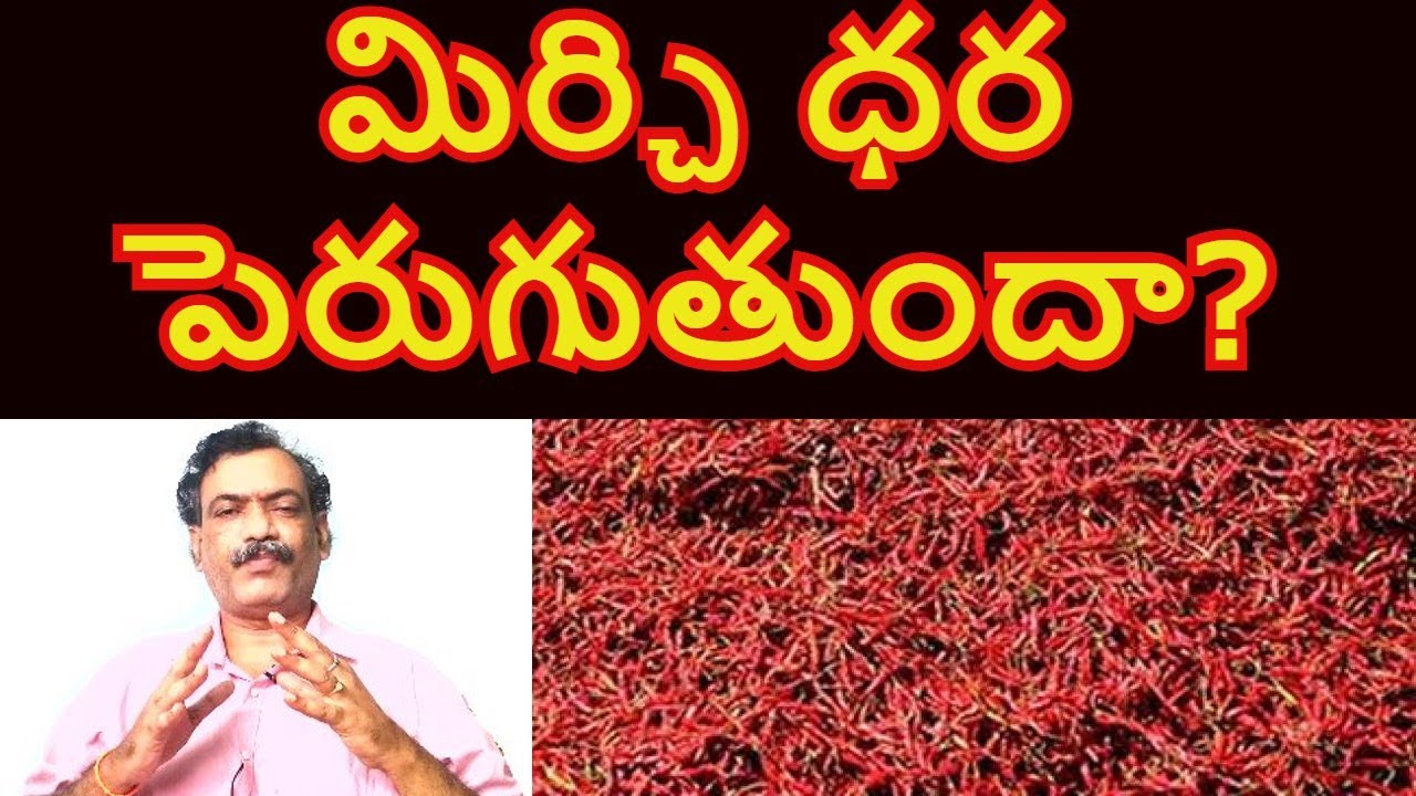 మిర్చి ధర పెరుగుతుందా? Guntur Mirchi Market Report Chilli Exports Teja ...