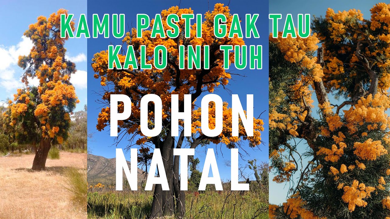 POHON NATAL MOODJA PALING UNIK DI DUNIA HANYA ADA DI AUSTRALIA - YouTube