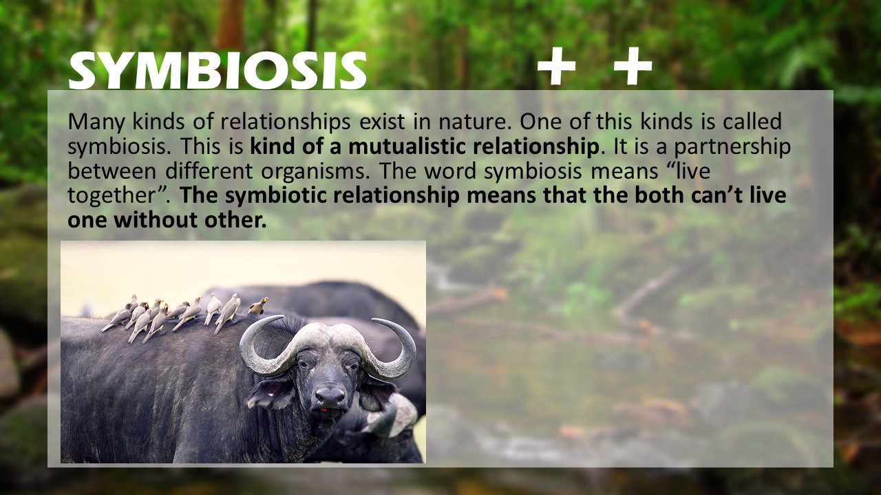Biology Presentation YouTube Biology Presentation YouTube