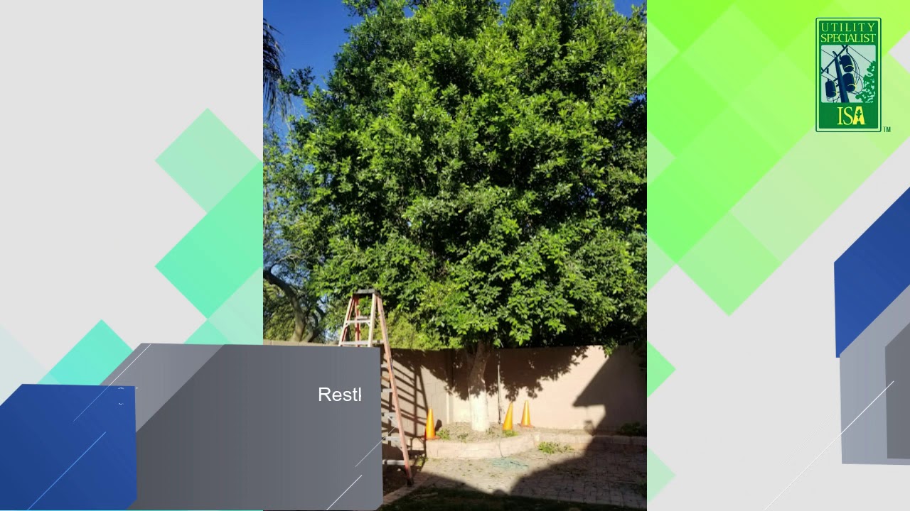 Julio Tree Care & Landscaping Services - YouTube