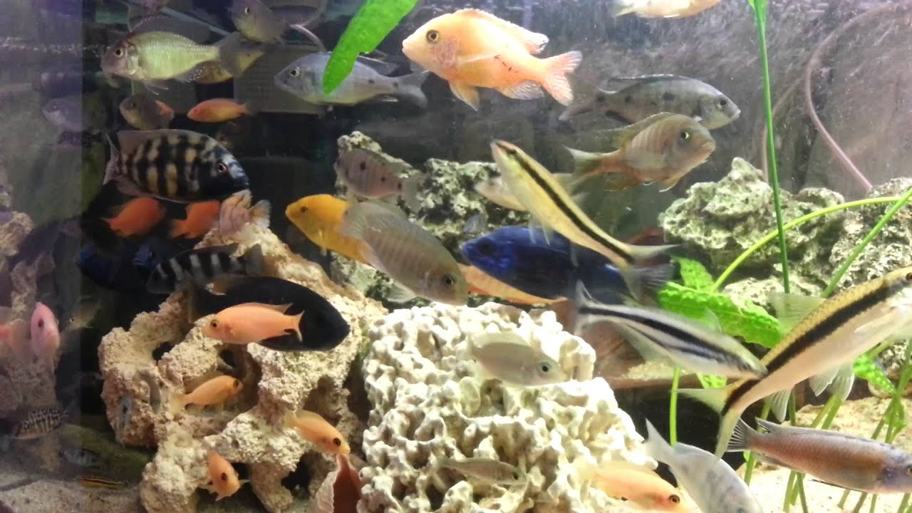 malawi akvarium brano 200/60/50 600L - YouTube