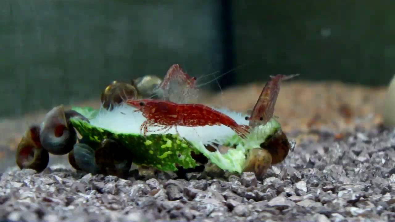 NEOCARIDINA HETEROPODA 'RED CHERRY' - Gambas y caracoles alimentándose ...