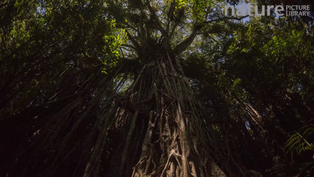 Timelapse of a Strangler fig at night lit by the moon, known as the ...