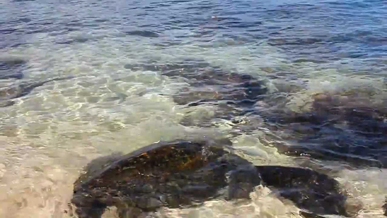 Manuela and sea turtle at the north shore of the Hawaiian island of ...