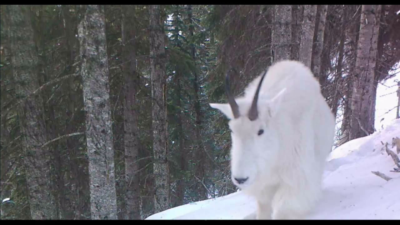 Inside a Mountain Goat Winter Home - YouTube