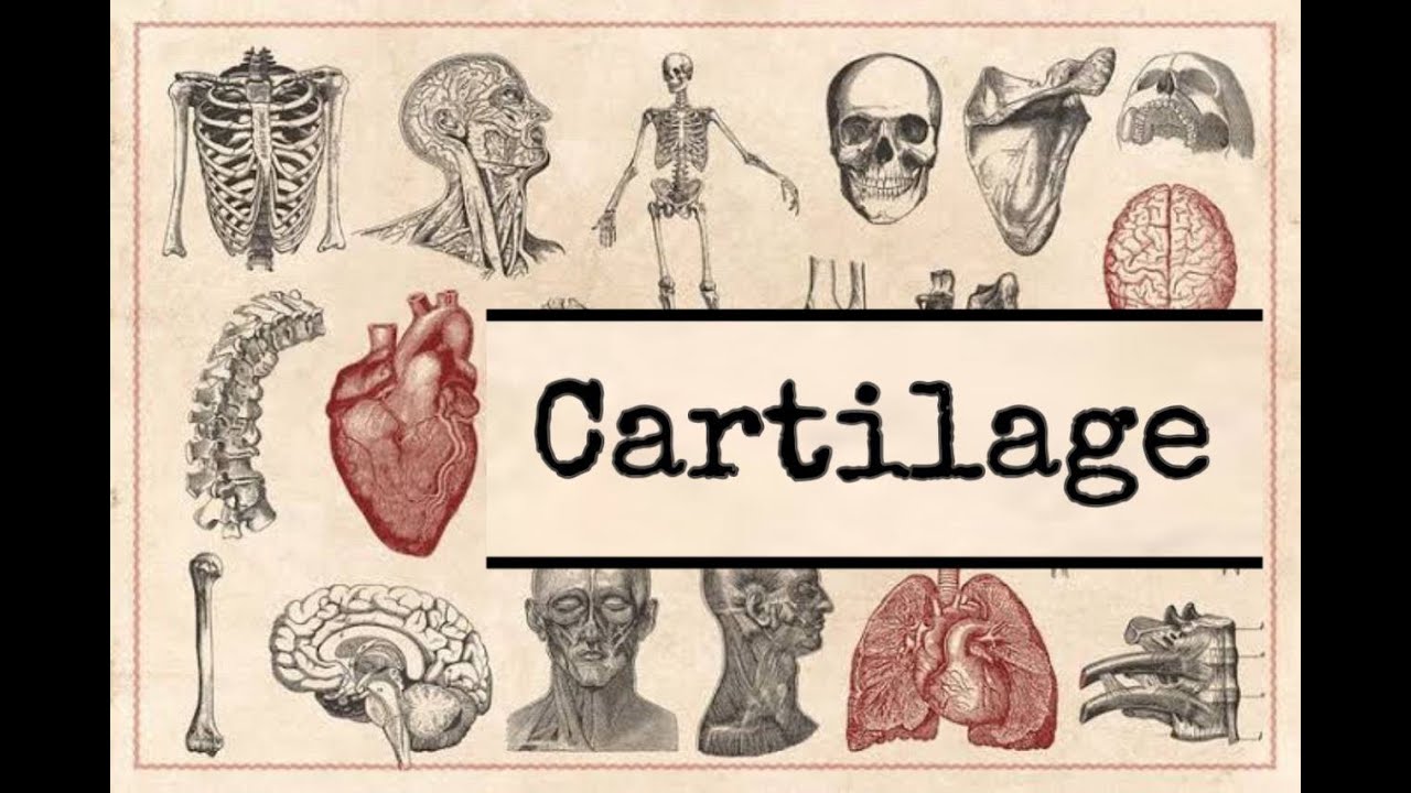 General anatomy / 05- The skeletal system 1 (Cartilage) - YouTube