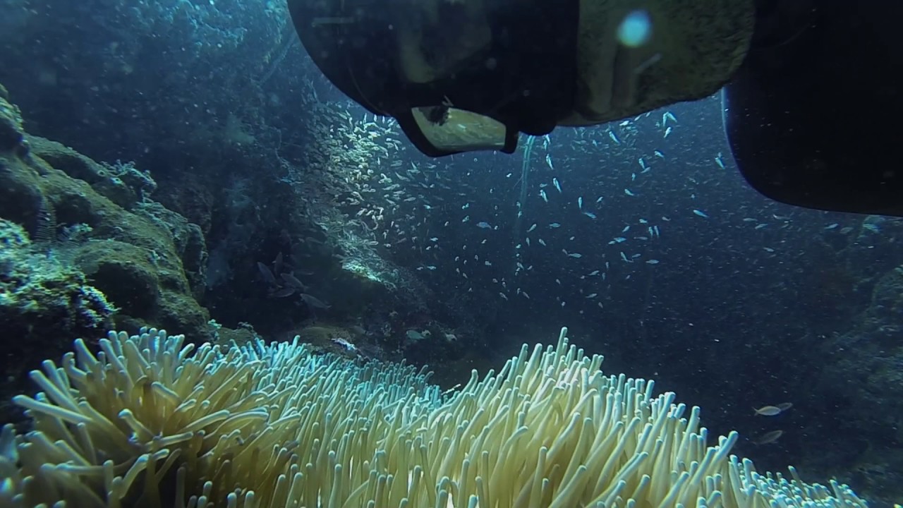 Miguel Lozano - Freediving with Nemo! - YouTube