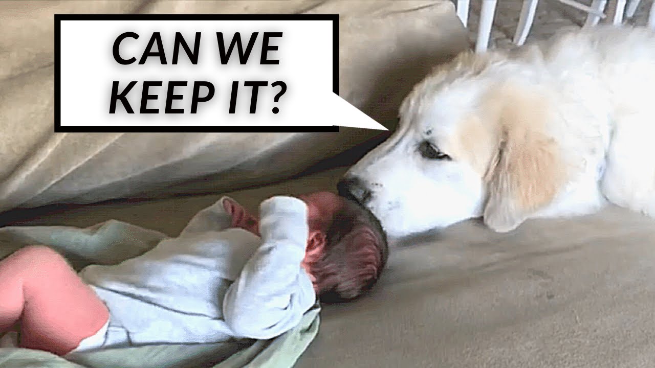 MUST SEE! Puppy Meets Baby | Great Pyrenees Dog Sees Newborn For First ...