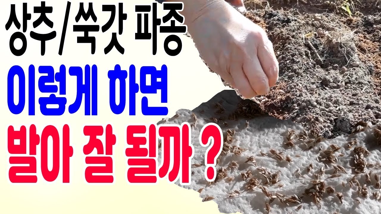 상추씨앗파종하기 쑥갓파종방법 상추키우기 상추파종시기 Youtube